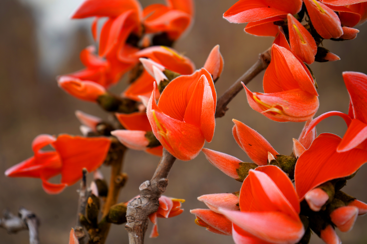 Butea Superba for Endurance & Muscle Recovery