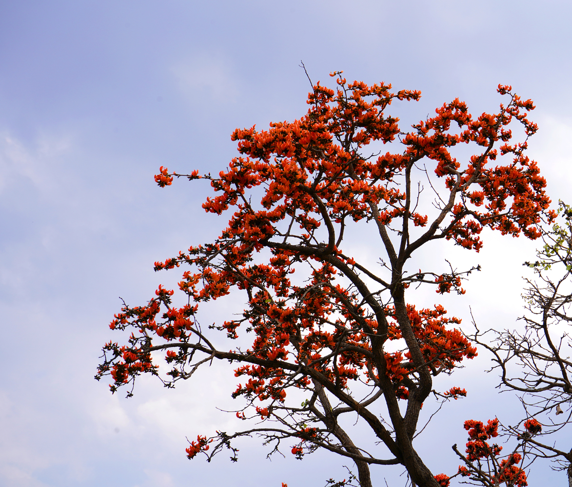 Butea Superba Benefits for Male Vitality and Circulation