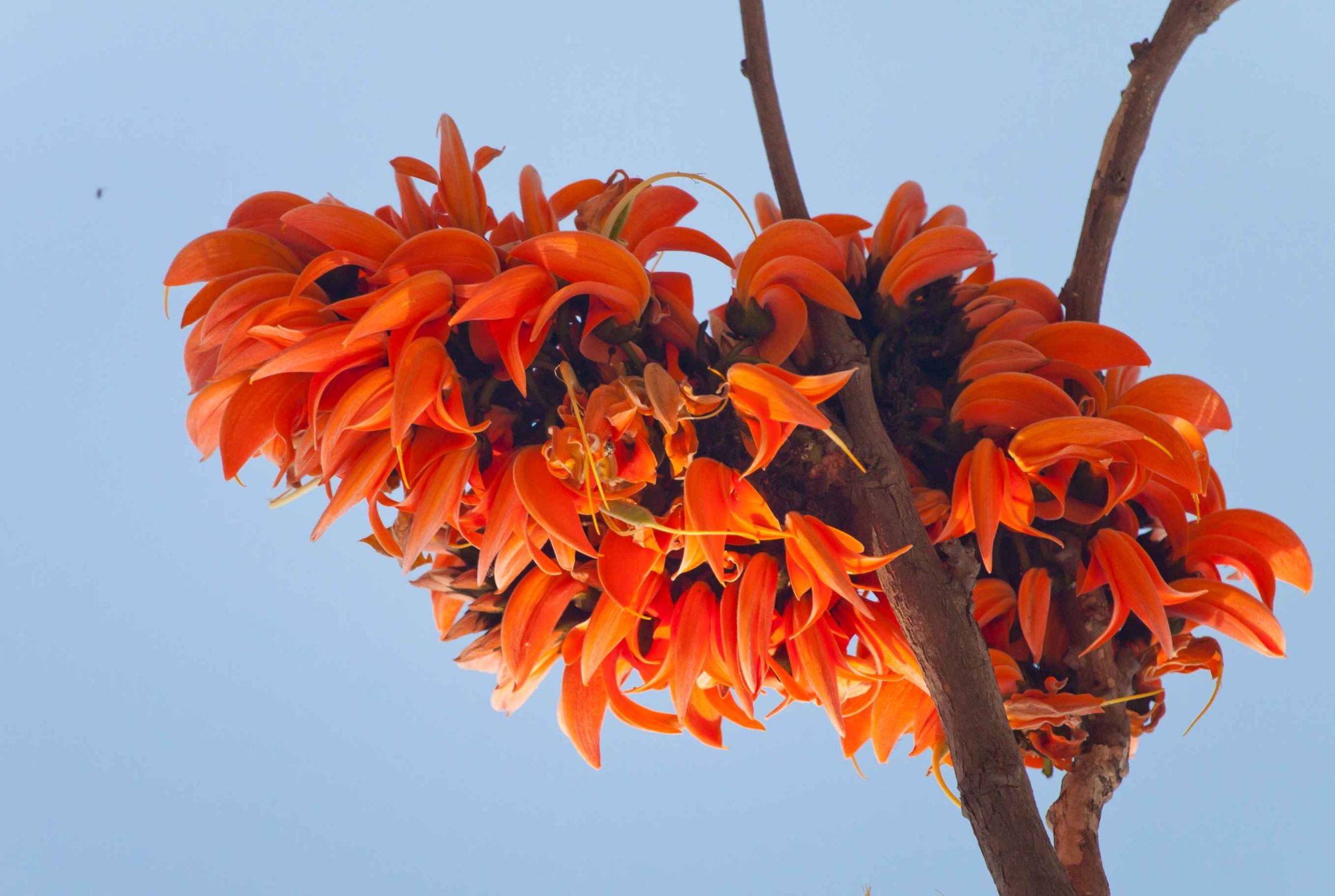 Neuroprotective Effects of Butea superba Roxb.
